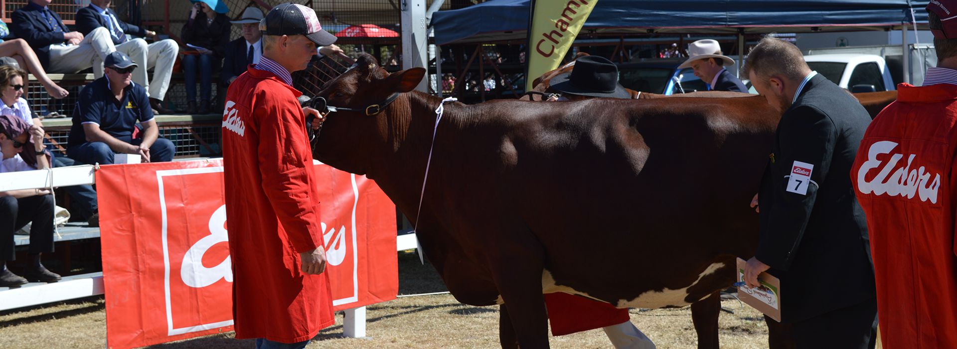 Tasmanian Agricultural Shows | Tasmanian Agricultural Shows